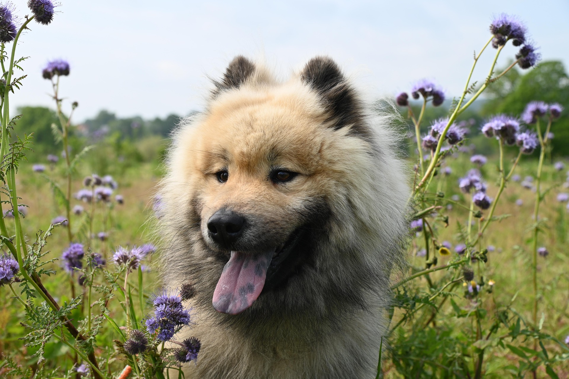 J'ai trouvé un animal, que faire ? - Saint-Aubin-du-Cormier